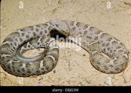Mexican ridged nosed rattlesnake Stock Photo - Alamy