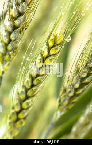 Wheat grass stalk macro Stock Photo - Alamy