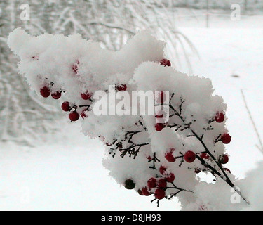 Heavenly bamboo red berries Stock Photo - Alamy