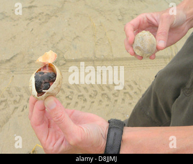 This image shows the early stages of embryo differentiation in ...