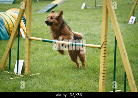 German Shepherd in agility competition Stock Photo - Alamy