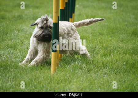 Miniature Schnauzer in agility competition Stock Photo - Alamy