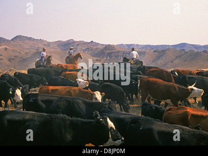 A group of cowboys herd herford cows and steers to a dusty pasture on a ...