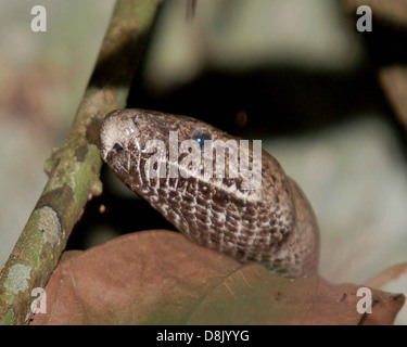 The Puerto Rican boa snake (Epicrates inornatus) is captured with its ...