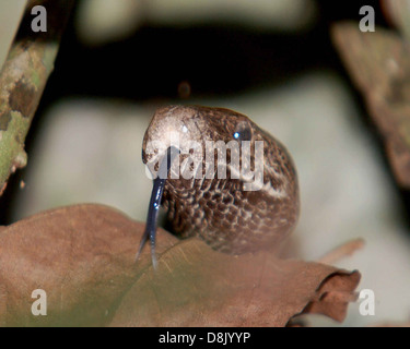 Puerto Rican boa snake epicrates inornatus Stock Photo - Alamy
