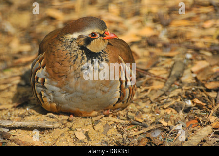 Female red-legged partridge (Alectoris rufa) guiding her chicks in a ...