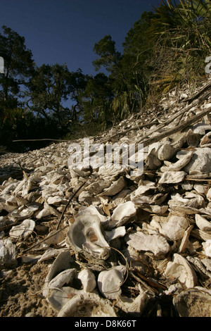 Shell mound close up detailed photo Stock Photo - Alamy