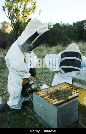 honeybees for a beekeeper at work for honey production honeybees for a ...