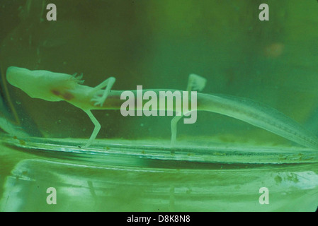 Texas blind salamander eurycea rathbuni Stock Photo - Alamy