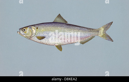 Blueback herring fish image Stock Photo - Alamy