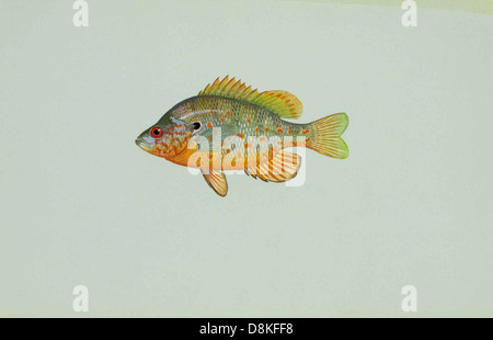 Orange spotted sunfish lepomis humilis Stock Photo - Alamy