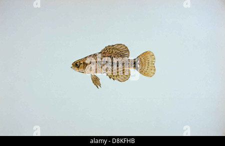 Pygmy sunfish elassoma sp Stock Photo - Alamy