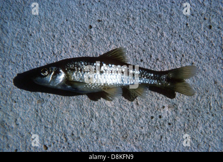 Roundnose minnow fish Stock Photo - Alamy