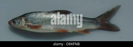 Sacramento splittail fish Stock Photo - Alamy