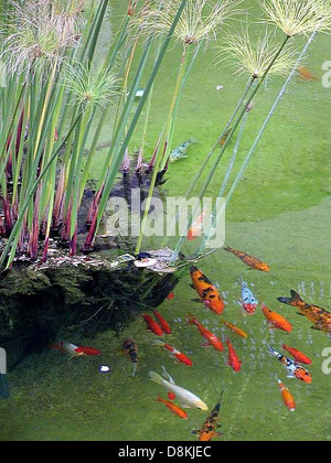 This image captures the fish ponds in Malamig, Bustos, Bulacan. The ...