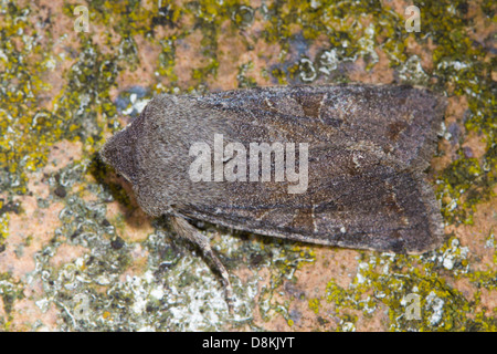 Clouded drab moth (Orthosia incerta) from above. British insect in the ...