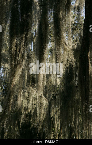 Tropical epiphyte Spanish moss hanging in the meadow in a black and ...