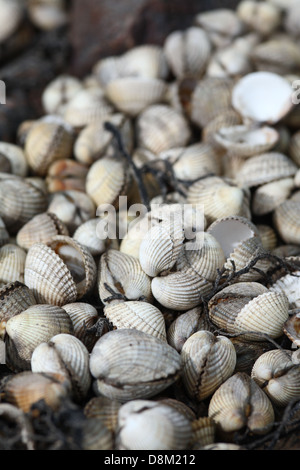 Cockle Shells on the Beach Stock Photo - Alamy