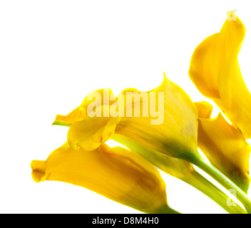 Bunch of yellow cala lilies isolated on white Stock Photo - Alamy