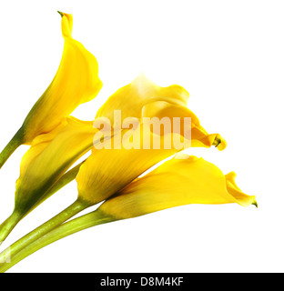 Bunch of yellow cala lilies isolated on white Stock Photo - Alamy