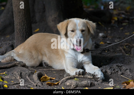 Stray Dog near Moalboal on Cebu Island, Philippines Stock Photo - Alamy