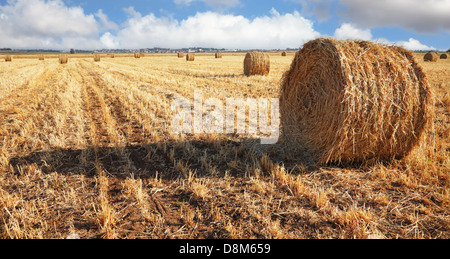 Big yellow field after harvesting Stock Photo - Alamy