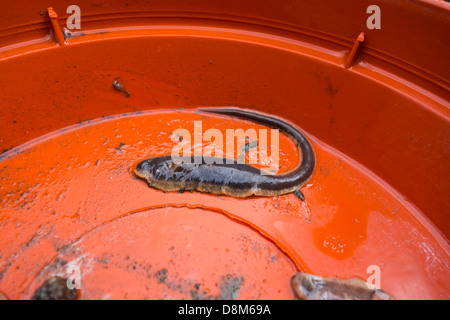 New Zealand flatworm (Arthurdendyus triangulatus). first appeared in ...