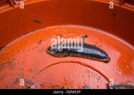 New Zealand flatworm (Arthurdendyus triangulatus). first appeared in ...