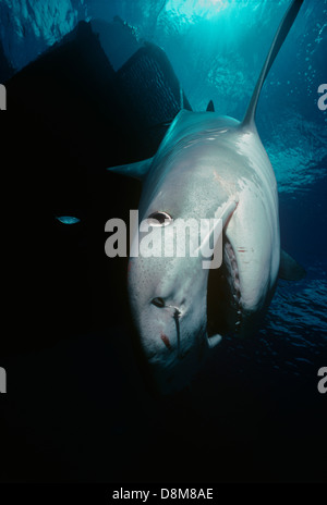 Tiger Shark demonstrating aggressive behavior Stock Photo - Alamy