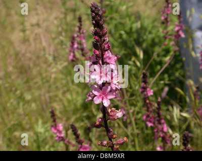 Nelson checker mallow plant wild fields flower Stock Photo - Alamy