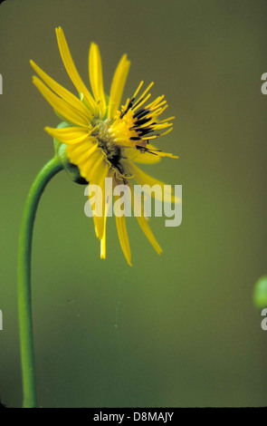 prairie dock (Silphium terebinthinaceum Stock Photo - Alamy