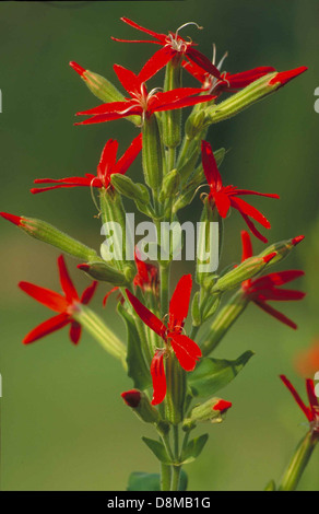 Royal catchfly (Silene regia Stock Photo - Alamy