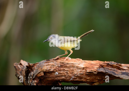 beautiful yellow-bellied prina (Prina flaviventris) possing on log in ...