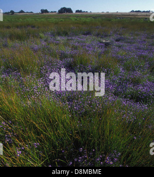 Vernal Pool at Santa Rosa Plateau Stock Photo - Alamy