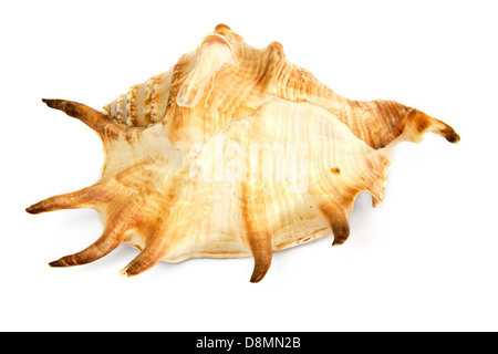 Seashell isolated from white Stock Photo - Alamy