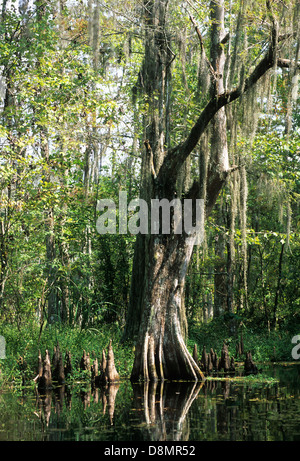 Cajun swamp, Louisiana Stock Photo - Alamy