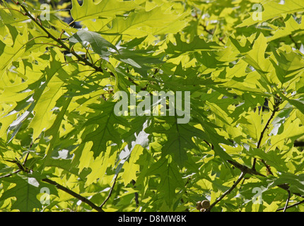 Branch with green oak tree leaves and acorns on colored background ...