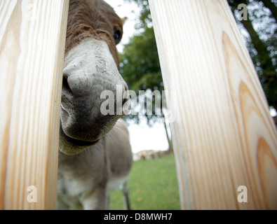 Small Grey Donkey Stock Photo - Alamy