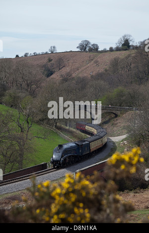 LNER Class A4 4498 (60007) Sir Nigel Gresley steam train pictured travelling through the Devon ...