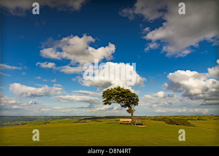 Tree with sun at Cleeve Hill on a windy day, Cotswolds, England Stock ...