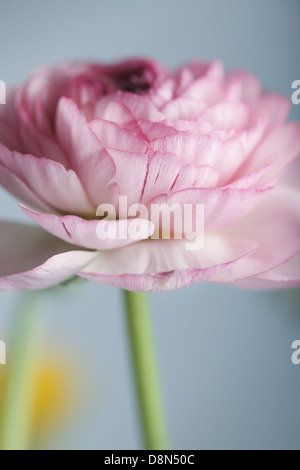 Soft pastel pink buttercup flower on white background, macro image ...