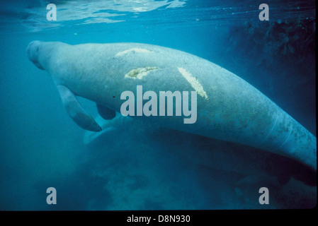 Underwater photo of manatee mammal with scar on skin Stock Photo - Alamy