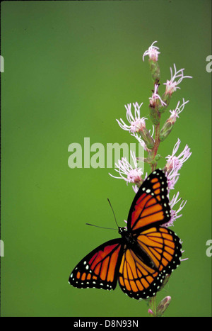 Viceroy butterfly basilarchia archippus with black lines and borders ...