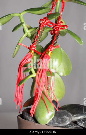 Money Tree with Lucky Chinese Knots and Gold Coins Stock Photo - Alamy