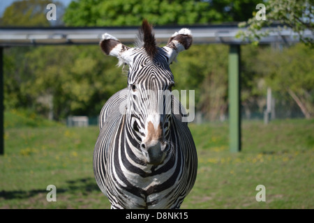 Zebra Chester zoo Stock Photo - Alamy