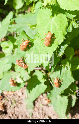 The nymph shells of cicadas are seen on branches of a pine tree with a ...