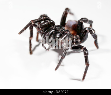 Sydney Funnelweb Spider rearing up and showing fangs Stock Photo - Alamy