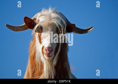 portrait of a farm goat against the blue morning sky Stock Photo - Alamy