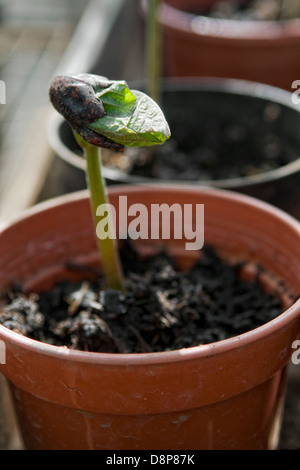 Runner beans emerging in vegetable plot with a cane frame over them for ...