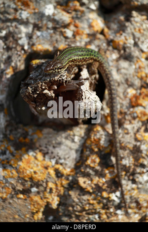 Podarcis pityusensis, Ibizan wall lizard Stock Photo - Alamy